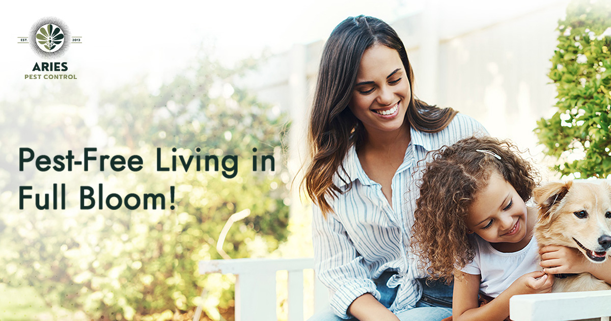 Pest Control in Austin, TX | Aries Pest Control